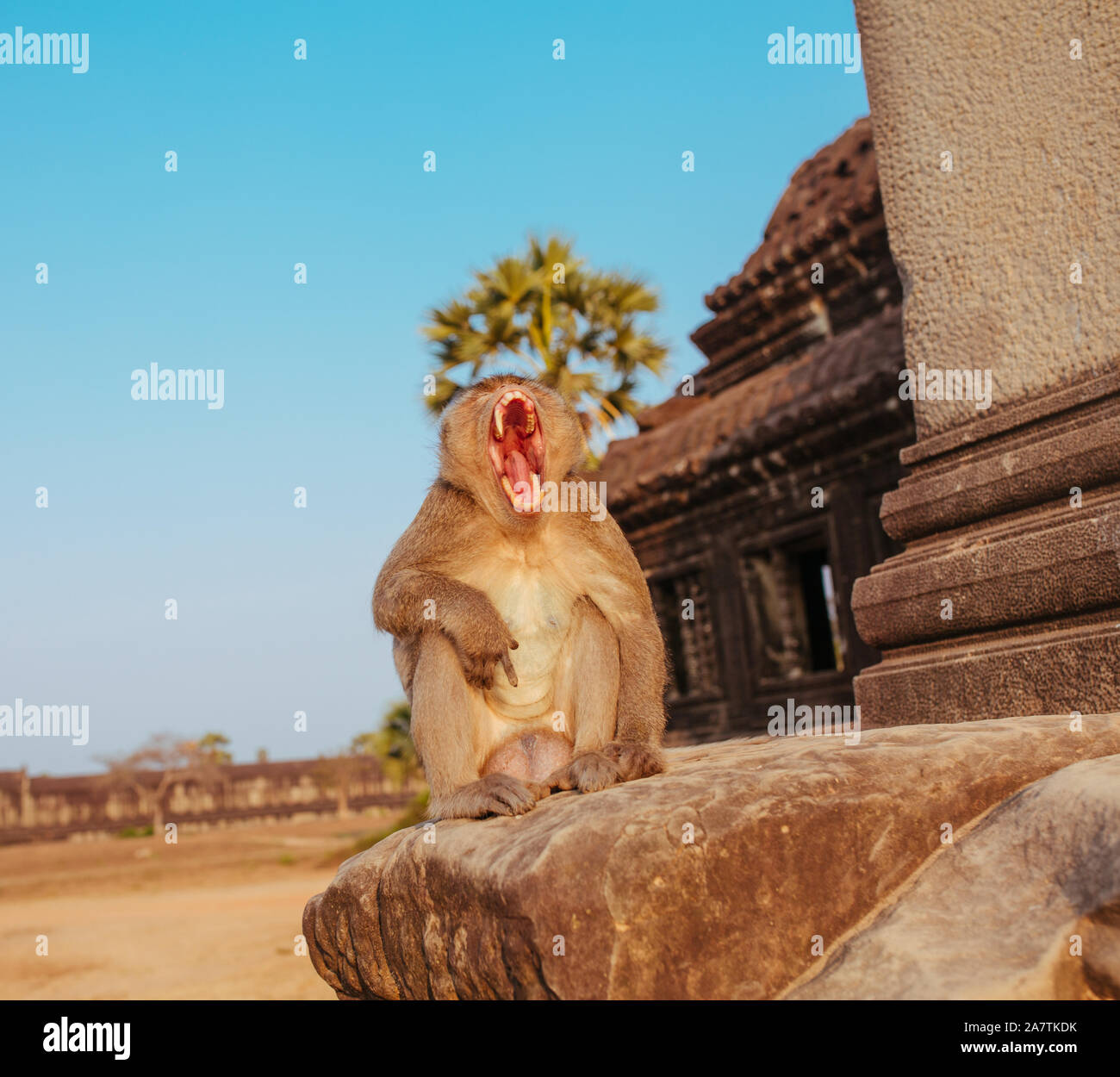 Macaque Monkey in Angkor Wat Temple in Cambodia Stock Photo - Alamy