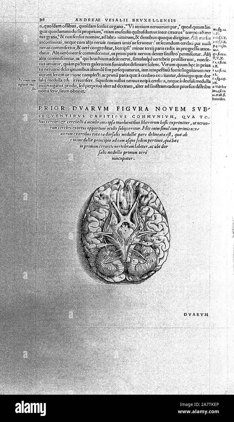 Human cerebrum cross section hi-res stock photography and images - Alamy