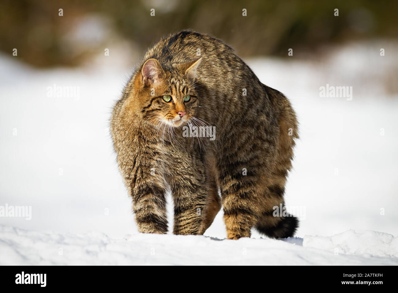 European wildcat with fluffy coat guarding in winter snow Stock Photo ...