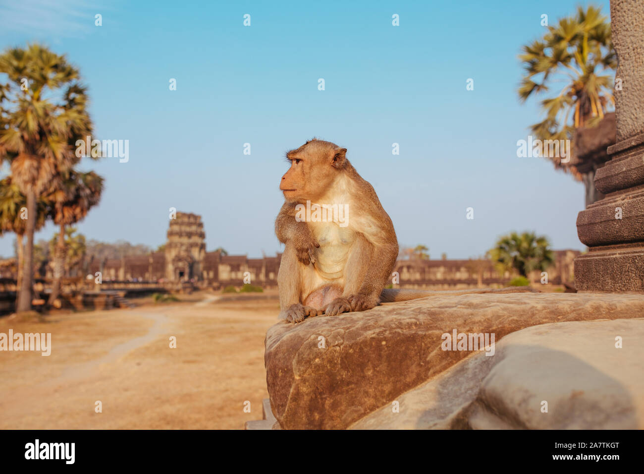 Macaque Monkey in Angkor Wat Temple in Cambodia Stock Photo - Alamy
