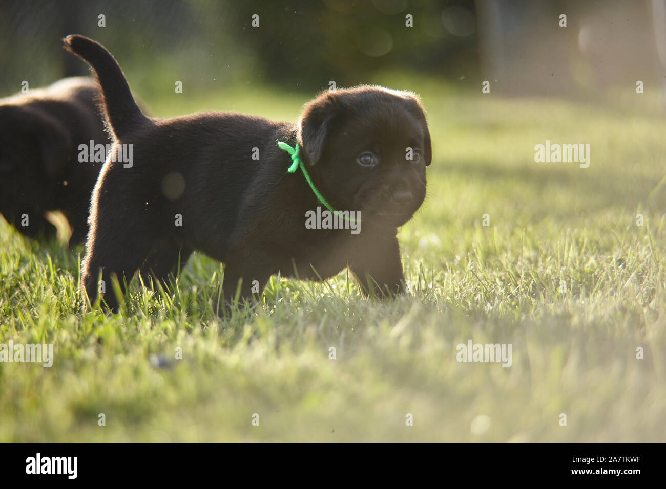 Little Labrador puppy playing Stock Photo - Alamy