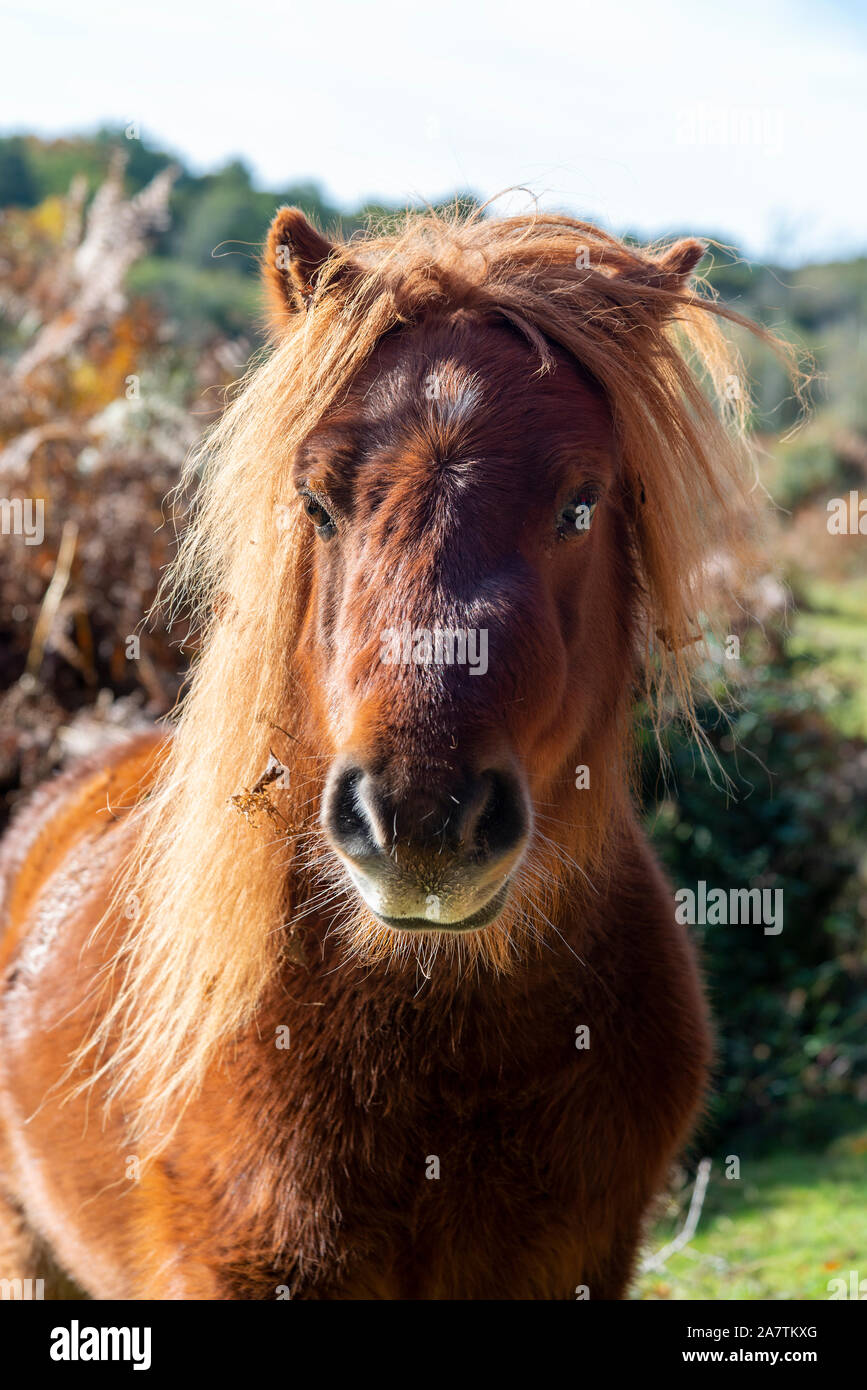Shetland pony living wild in the New Forest National Park, Hampshire ...