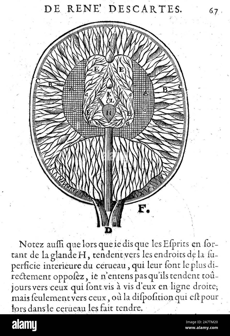Human brain side diagram Cut Out Stock Images & Pictures - Alamy