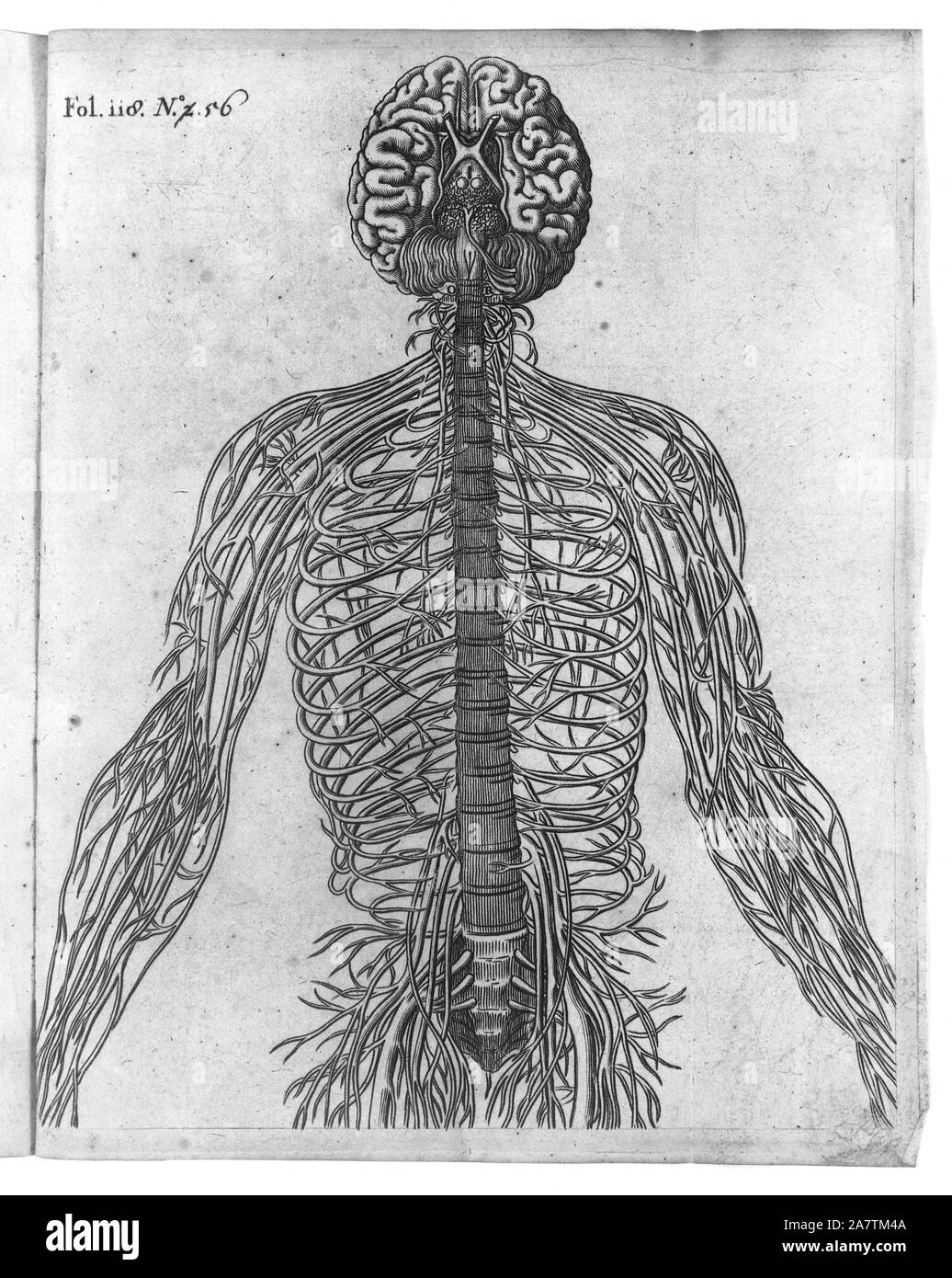 Cortex diagram Black and White Stock Photos & Images - Alamy