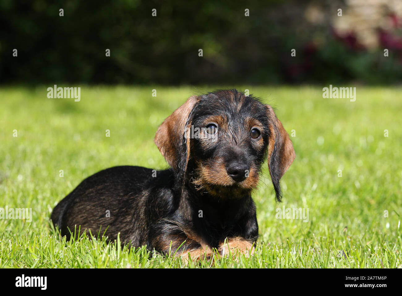 Standard wire haired dachshund hi-res stock photography and images - Alamy
