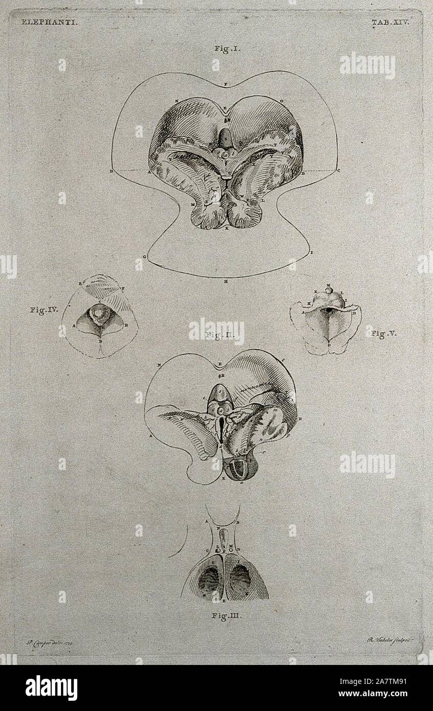 Dissection of the human nervous system hi-res stock photography and ...