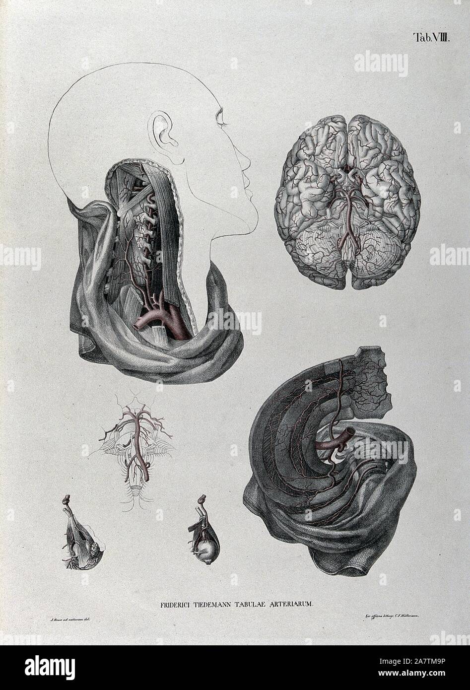 Blood vessels of thorax hi-res stock photography and images - Alamy