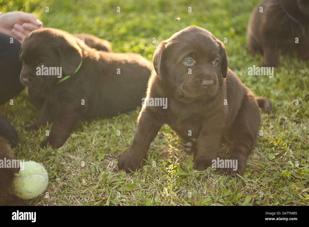 Labrador puppies play with a tennis ball Stock Photo - Alamy