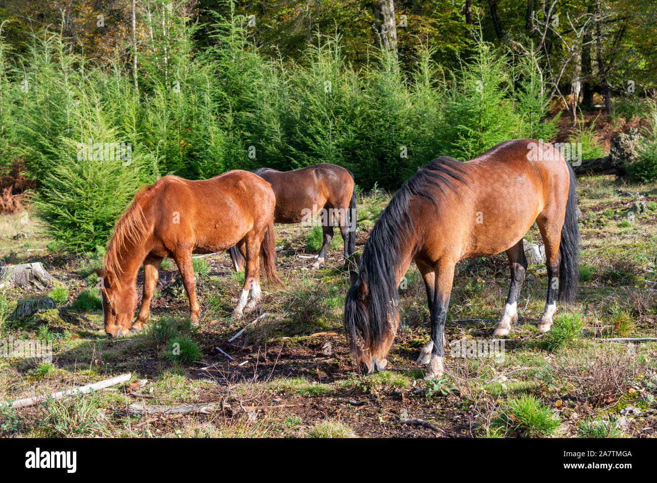 Three New Forest ponies grazing in the New Forest National Park, in ...