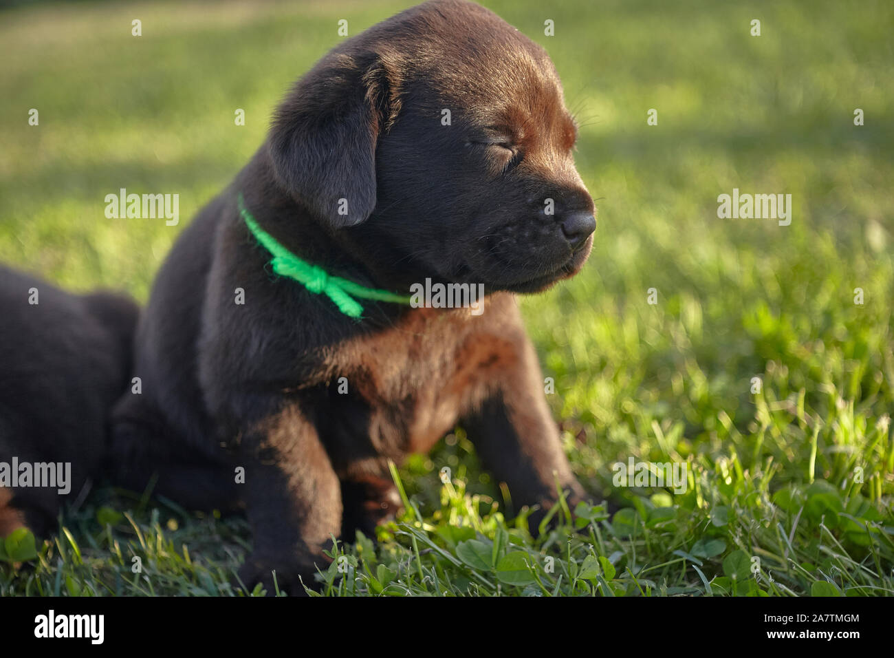 Sweet labrador puppy Stock Photo - Alamy