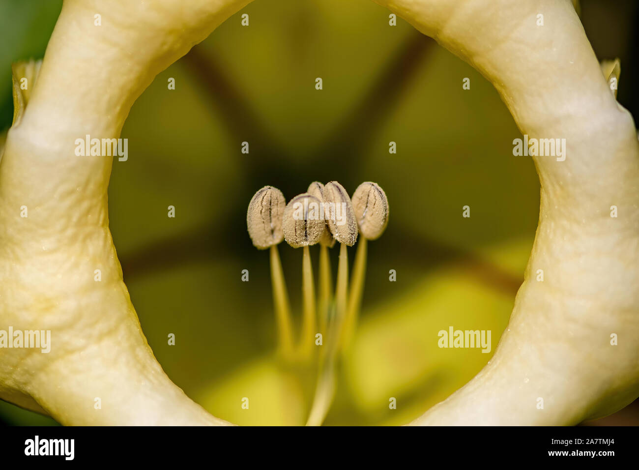 Chalice vine flower - large open flower Stock Photo - Alamy