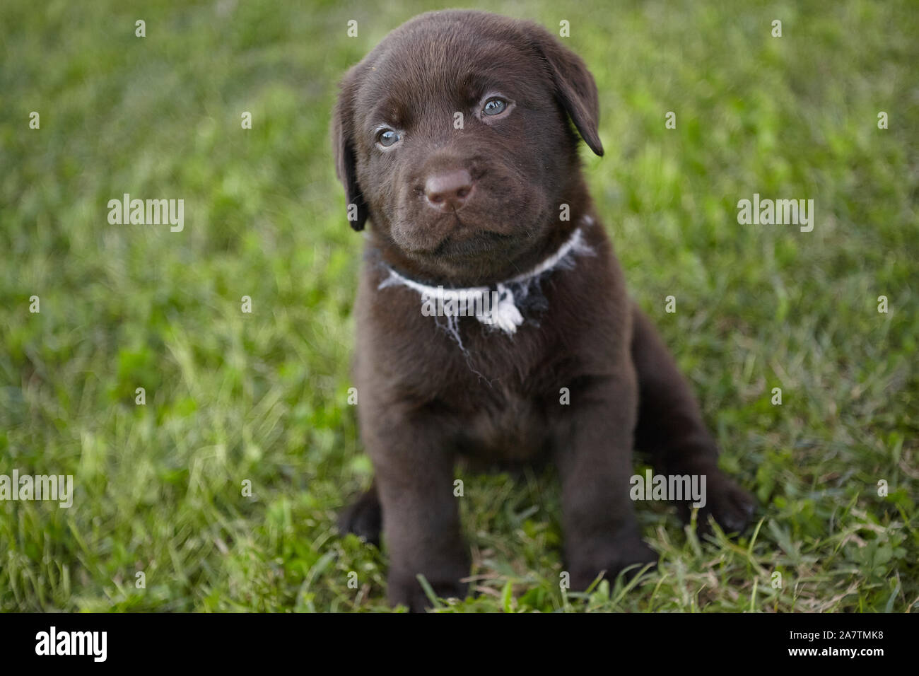 Sweet labrador puppy #3 Stock Photo - Alamy