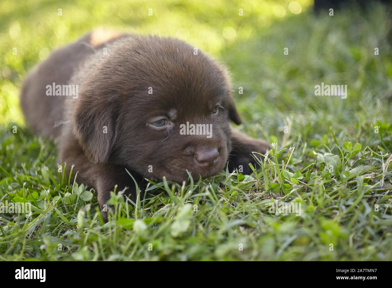Sweet labrador puppy #2 Stock Photo - Alamy