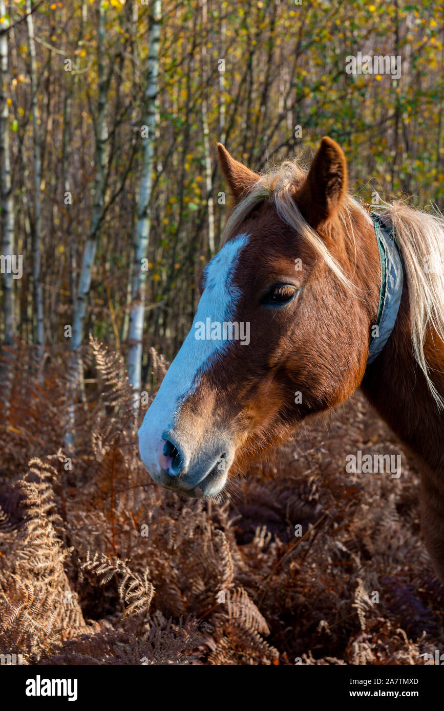 Chestnut pony hi-res stock photography and images - Alamy