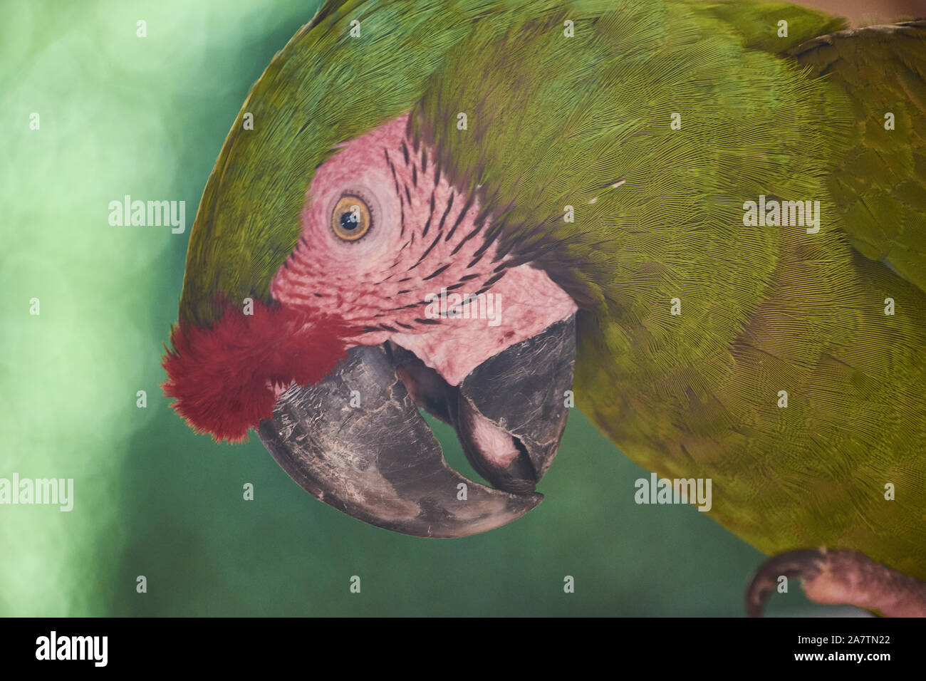 Parrots look hi-res stock photography and images - Alamy