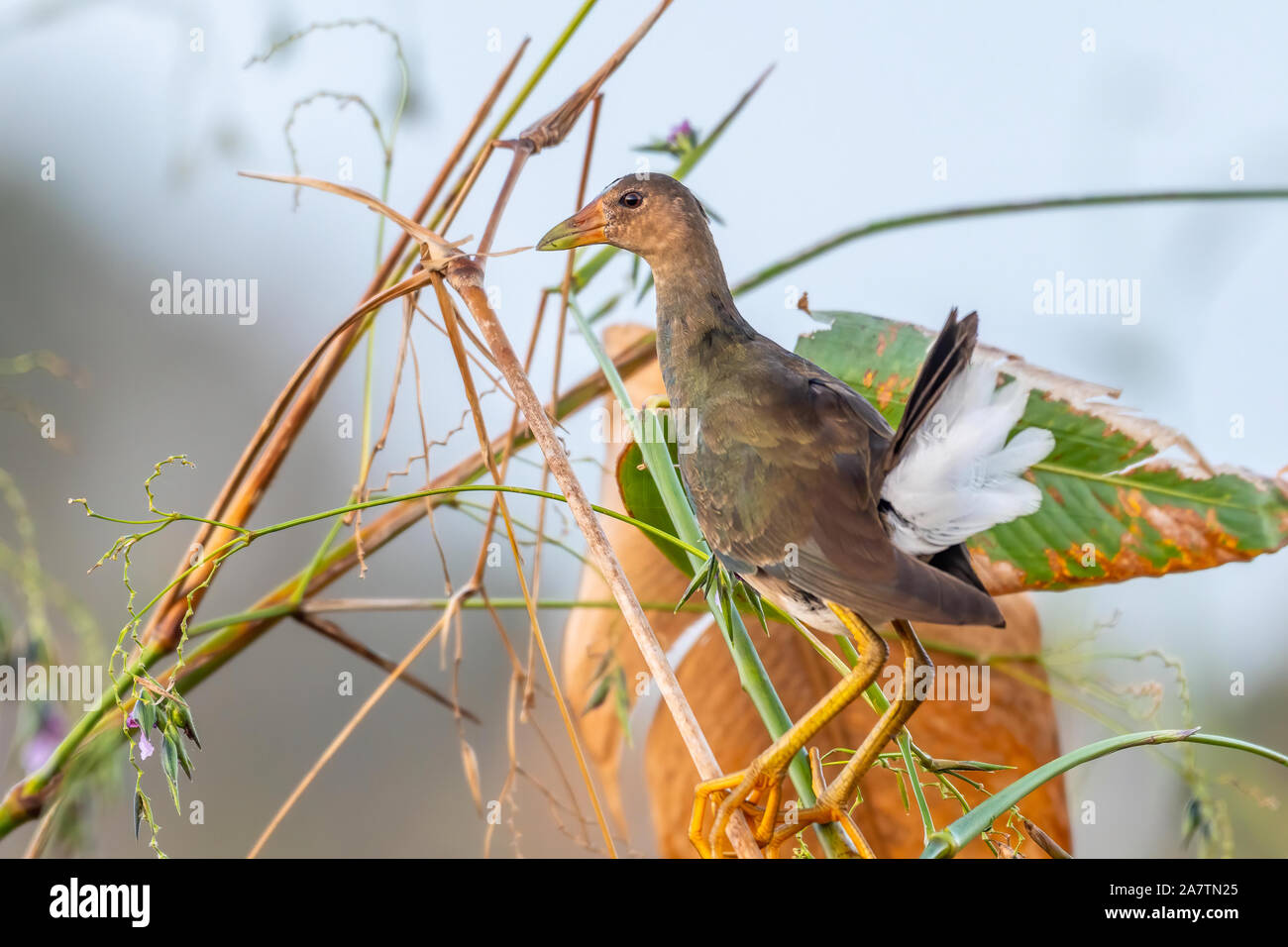 Female purple gallinule in the swamp foliage Stock Photo - Alamy