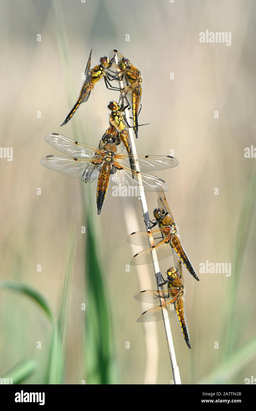 Four-spotted Chaser Dragonfly (Libellula quadrimaculata) several at ...