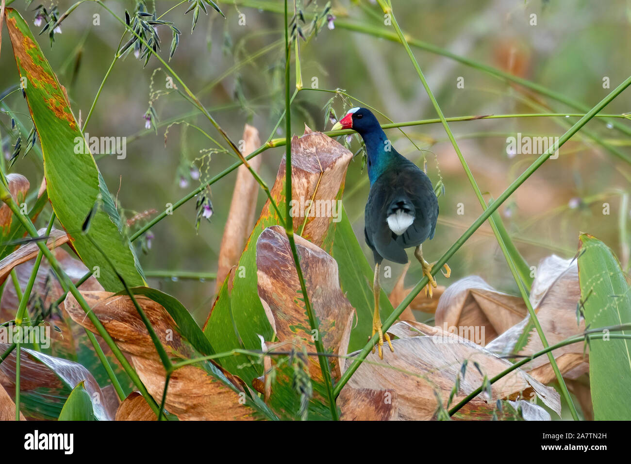 Male purple gallinule in the swamp foliage Stock Photo - Alamy