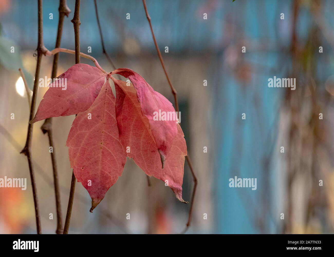 Virginia creeper trailing ivy, also known as American ivy, photographed ...
