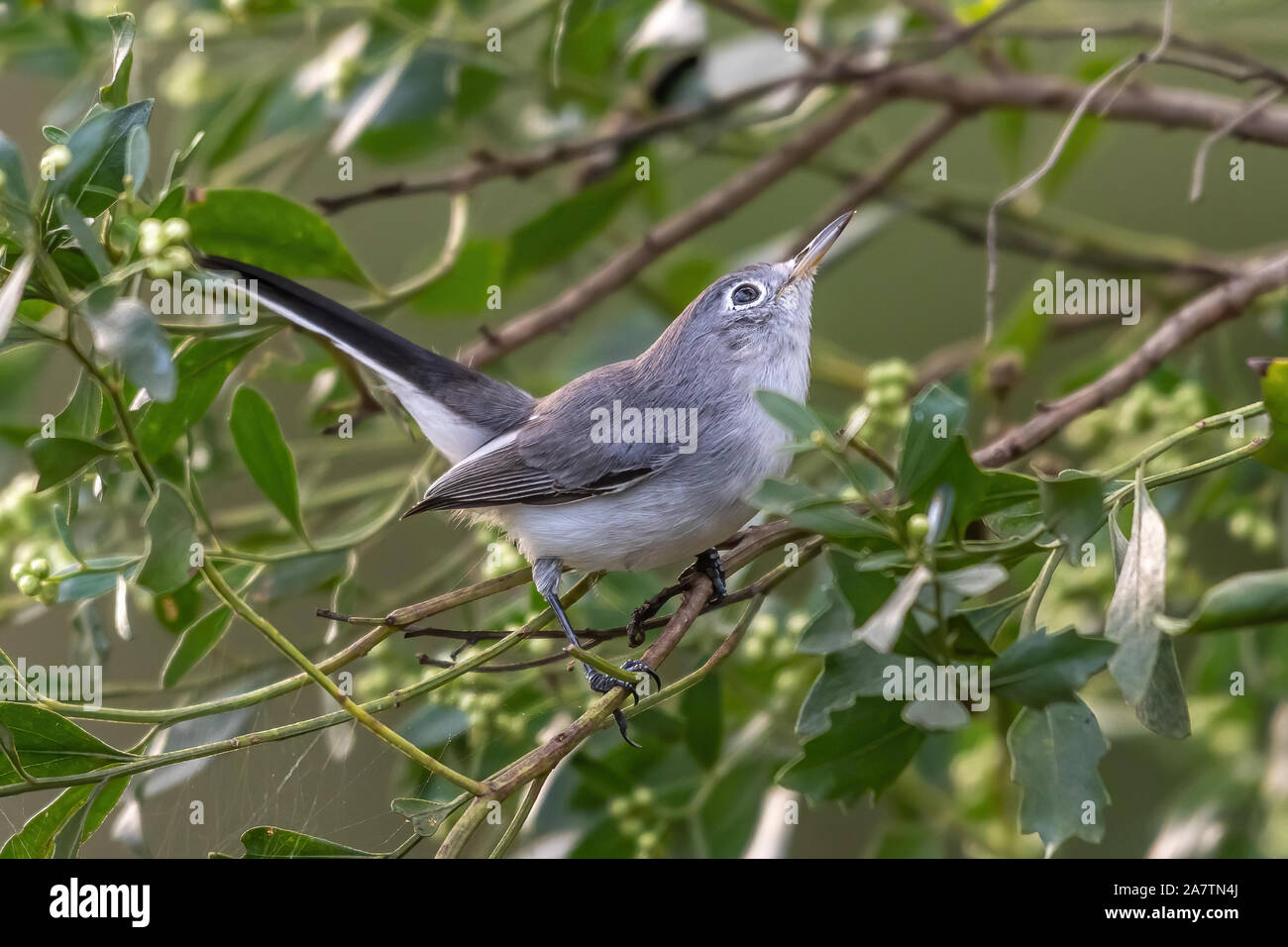 Small gray bird hi-res stock photography and images - Alamy
