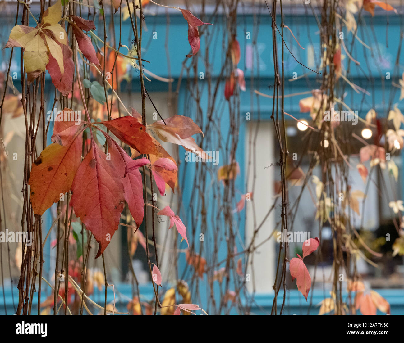 Virginia creeper trailing ivy, also known as American ivy, photographed ...