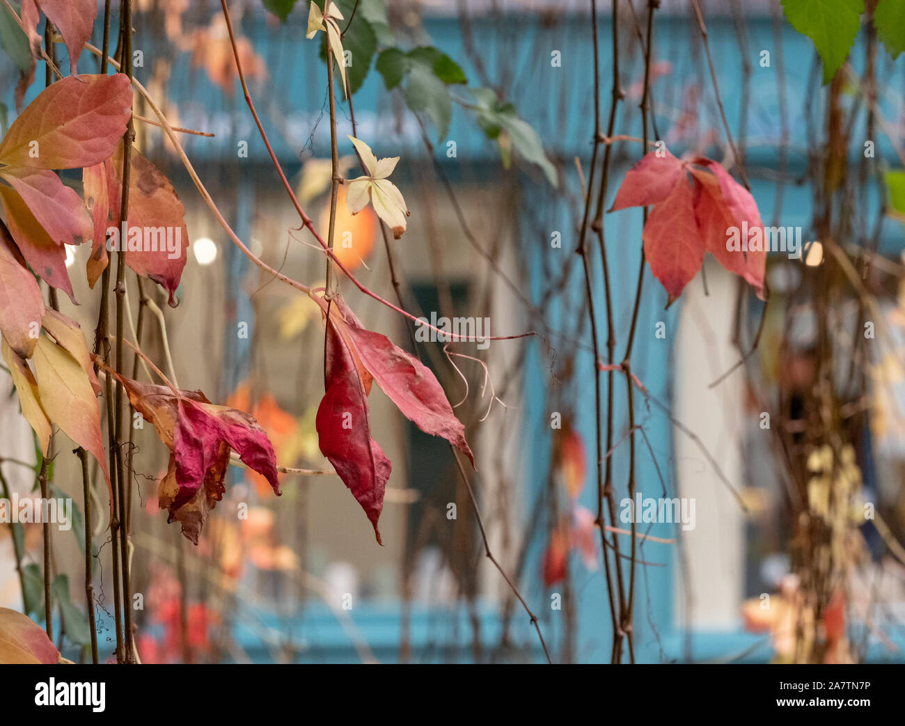 Virginia creeper trailing ivy, also known as American ivy, photographed ...