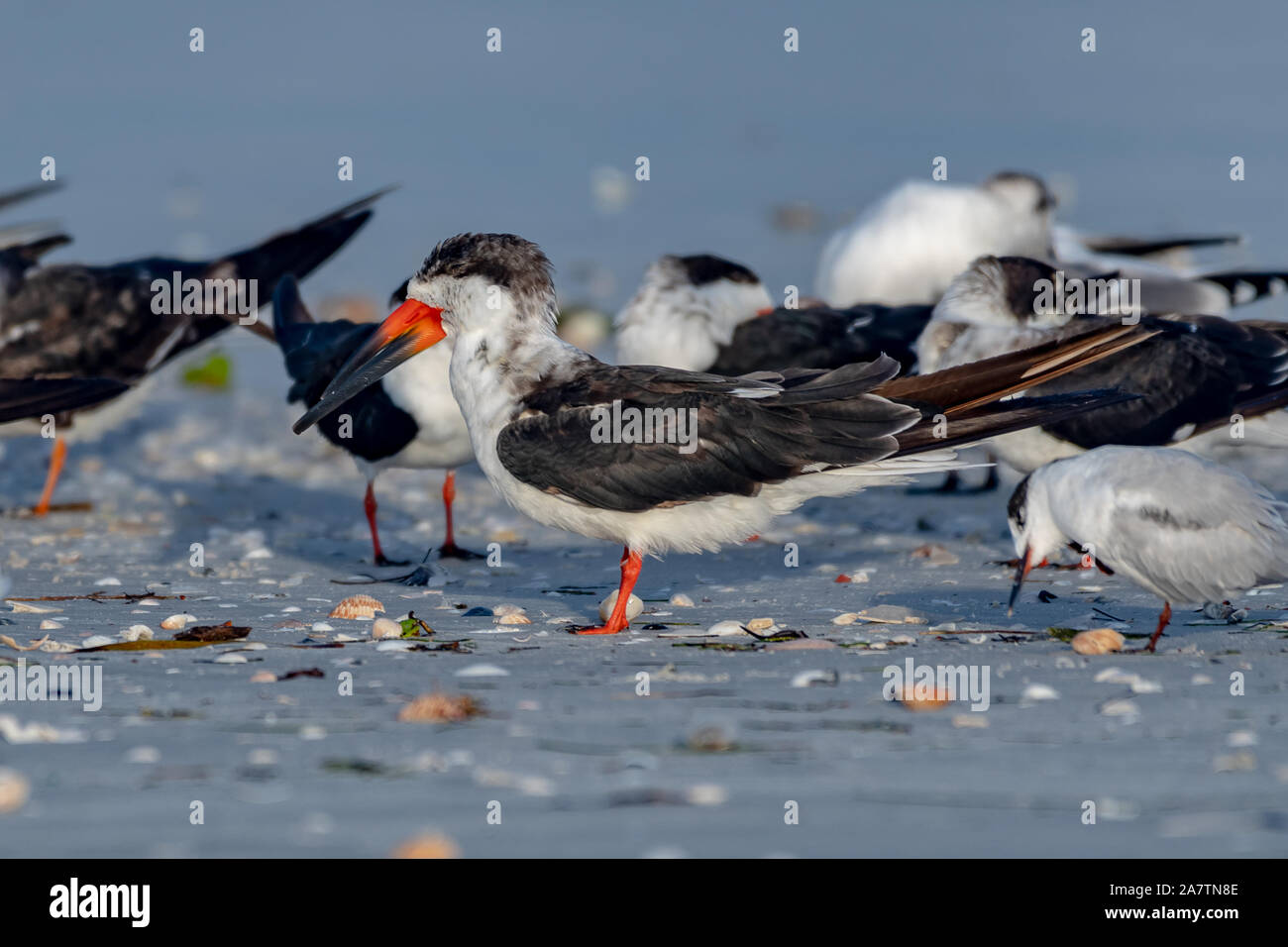 Black skimmers on the beach Stock Photo - Alamy