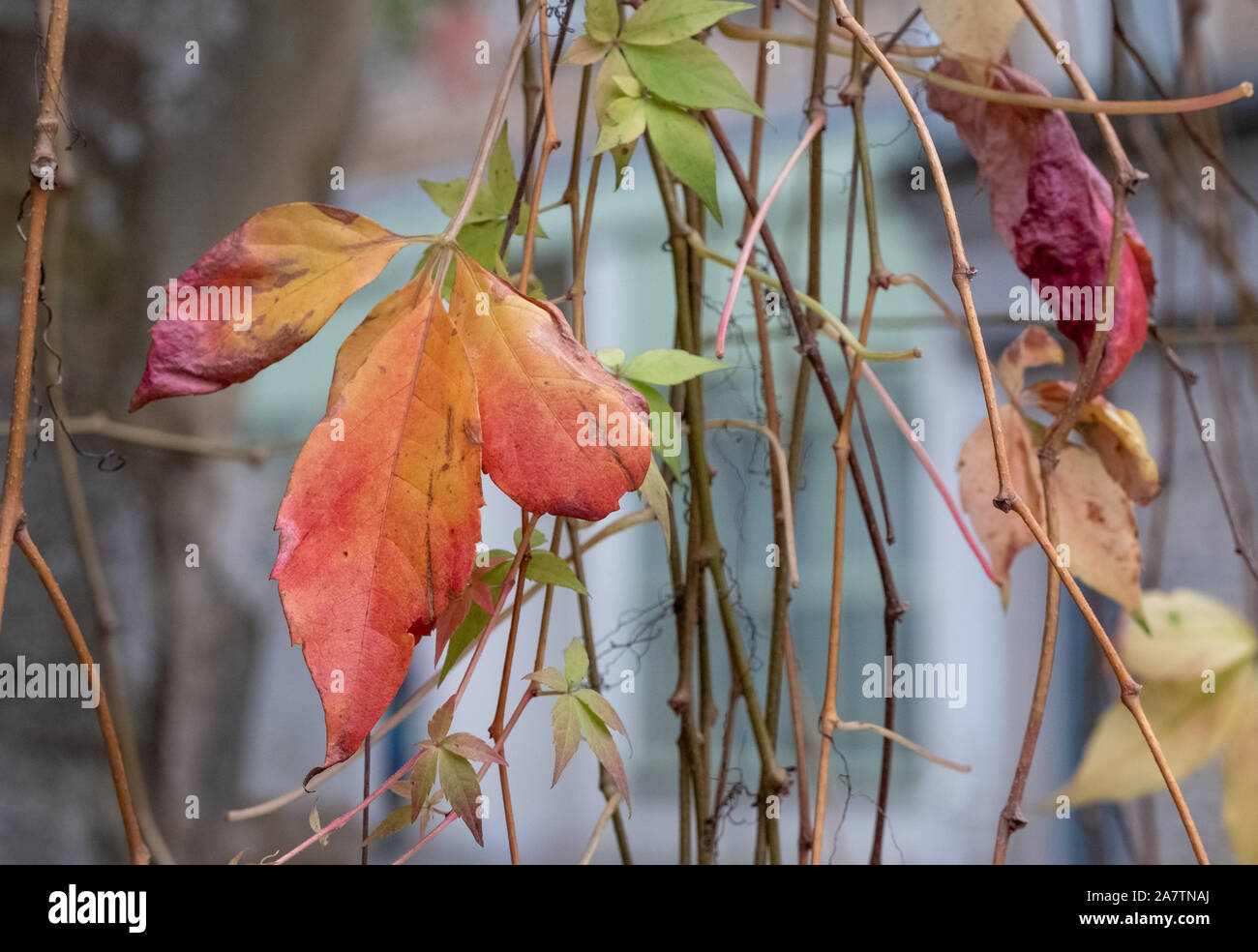 Virginia creeper trailing ivy, also known as American ivy, photographed ...