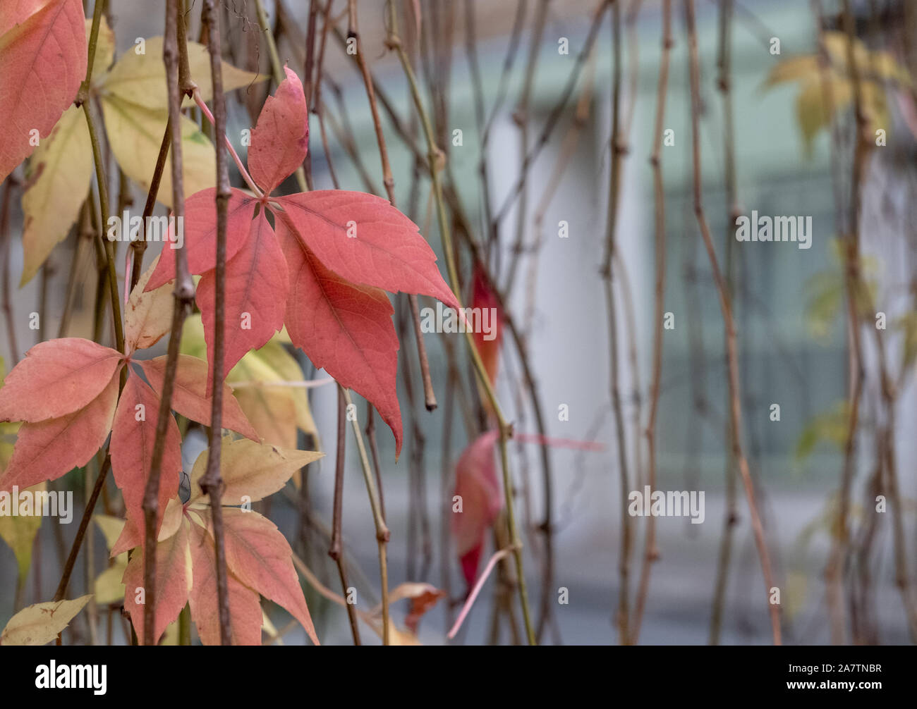 Vine Leaves Turn Red In Autumn High Resolution Stock Photography and ...