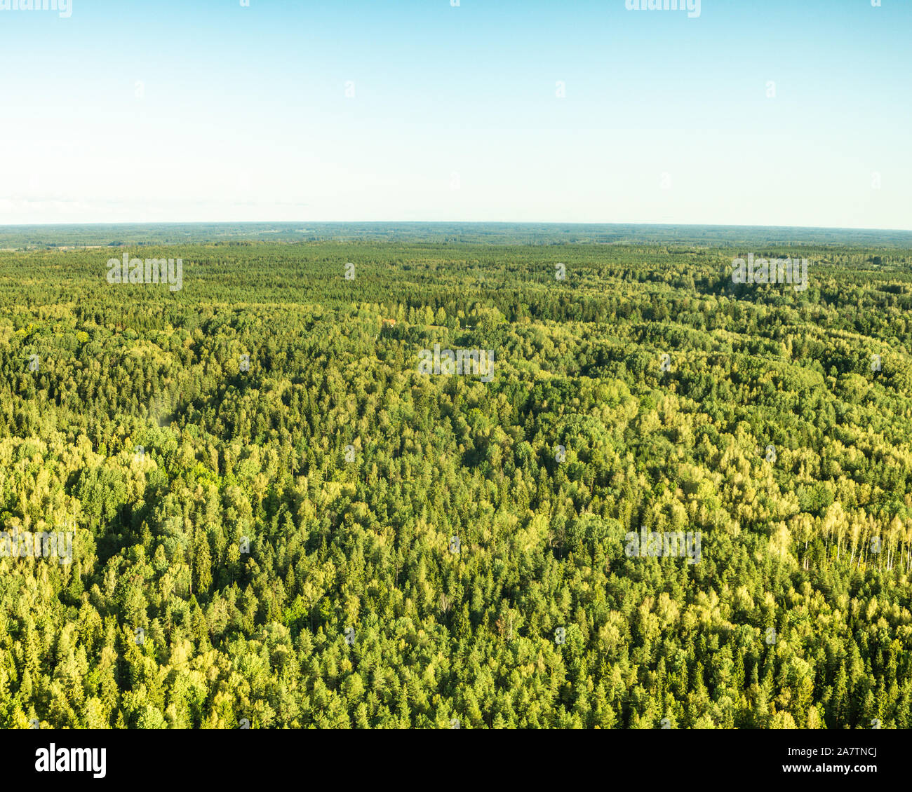 Long distance aerial view over dramatic endless pine tree forest ...