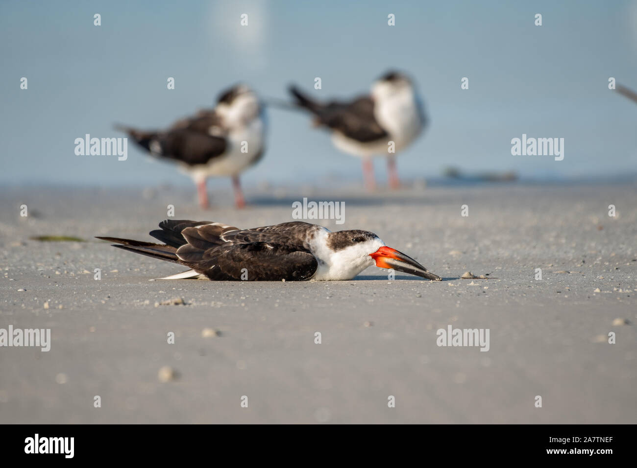 Black skimmer resting on the beach Stock Photo - Alamy