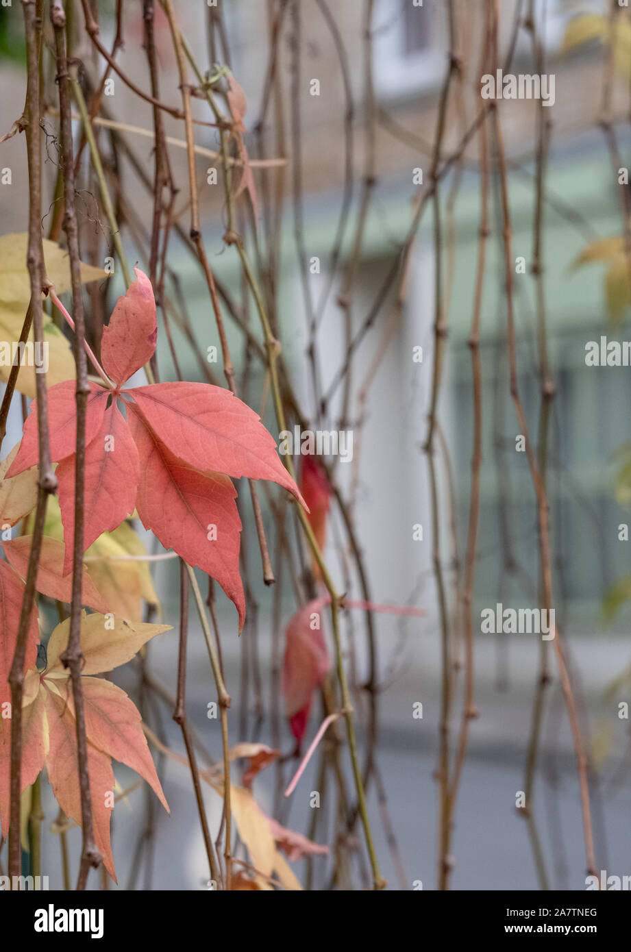 Virginia creeper trailing ivy, also known as American ivy, photographed ...