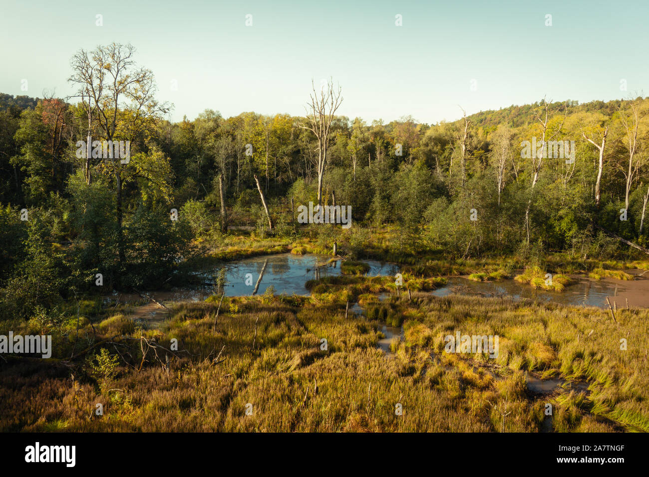 Warm colored late sunrise over wet swamp area. Landscape view at Gaujas ...