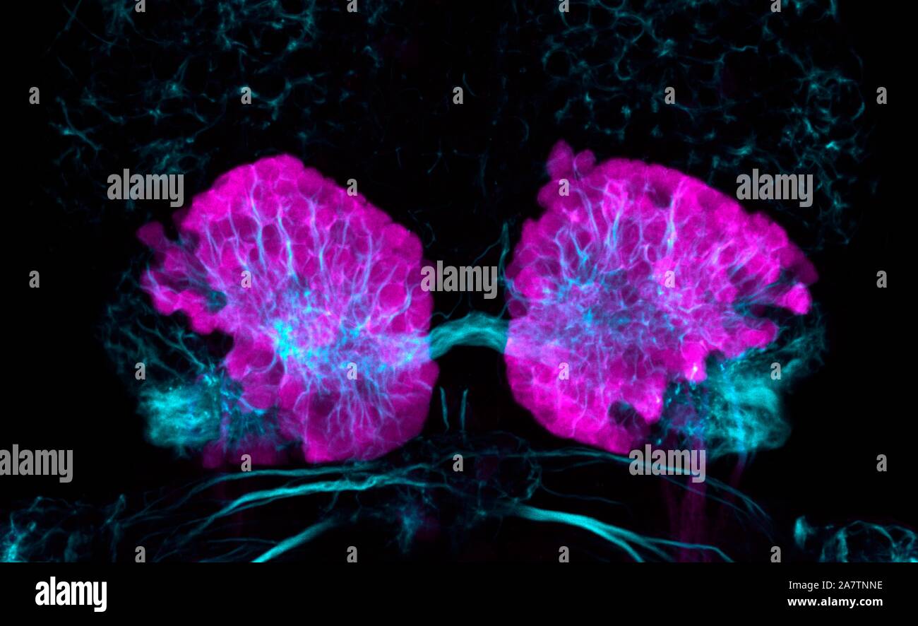 Habenular High Resolution Stock Photography and Images - Alamy