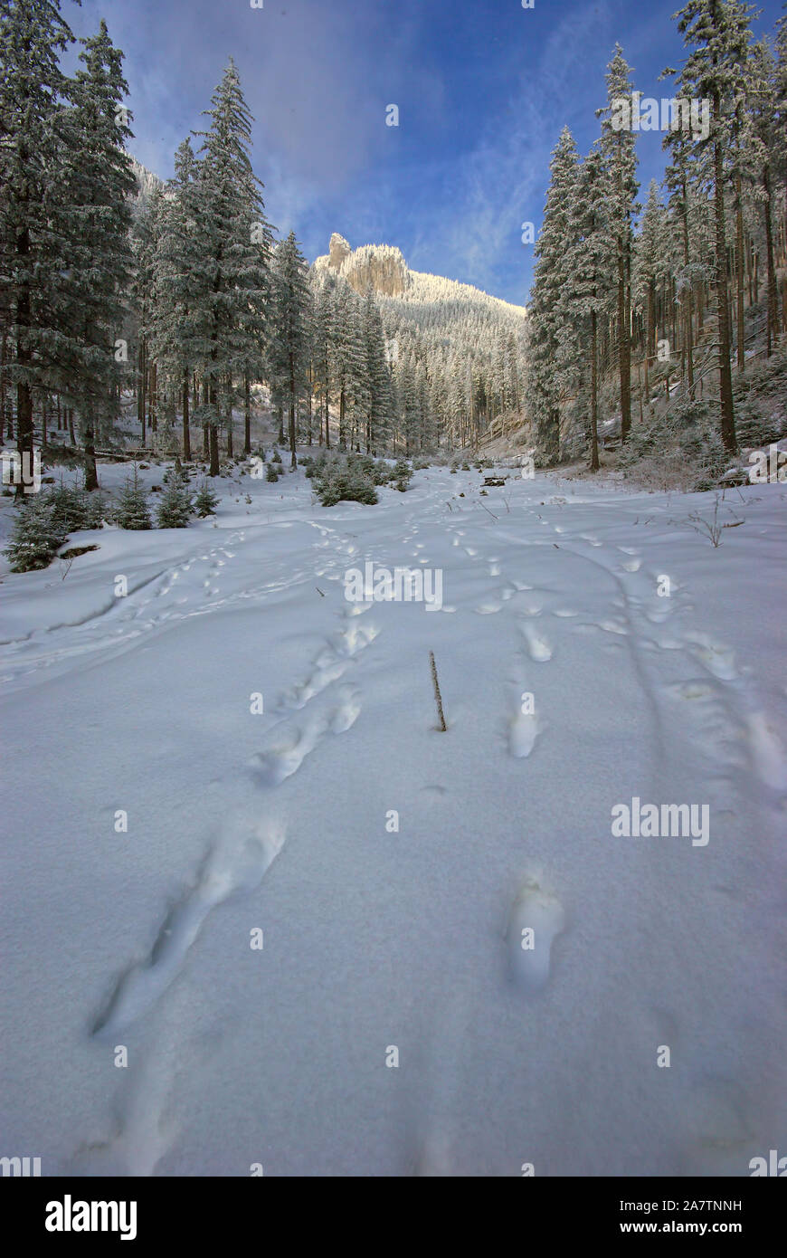 Winter forest footprints on the fresh snow Stock Photo - Alamy