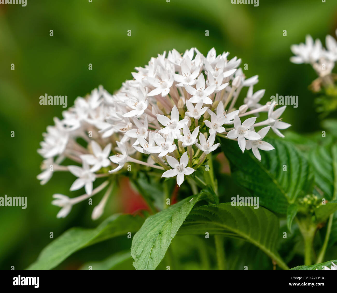 Pentas - white (group of small white flowers) Florida Stock Photo - Alamy