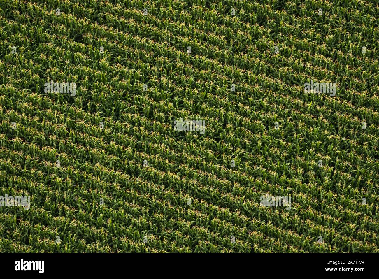 Aerial view of a green corn field Stock Photo - Alamy