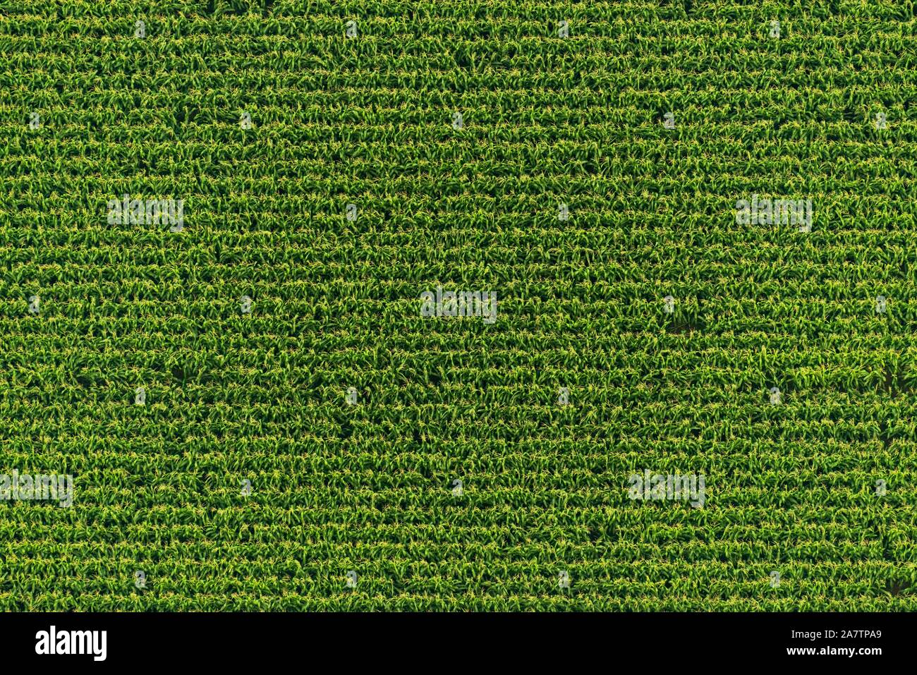Aerial view of a green corn field Stock Photo - Alamy