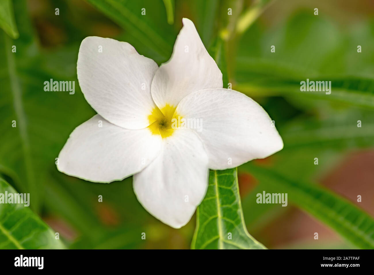 White lei flowers growing in Florida Stock Photo - Alamy