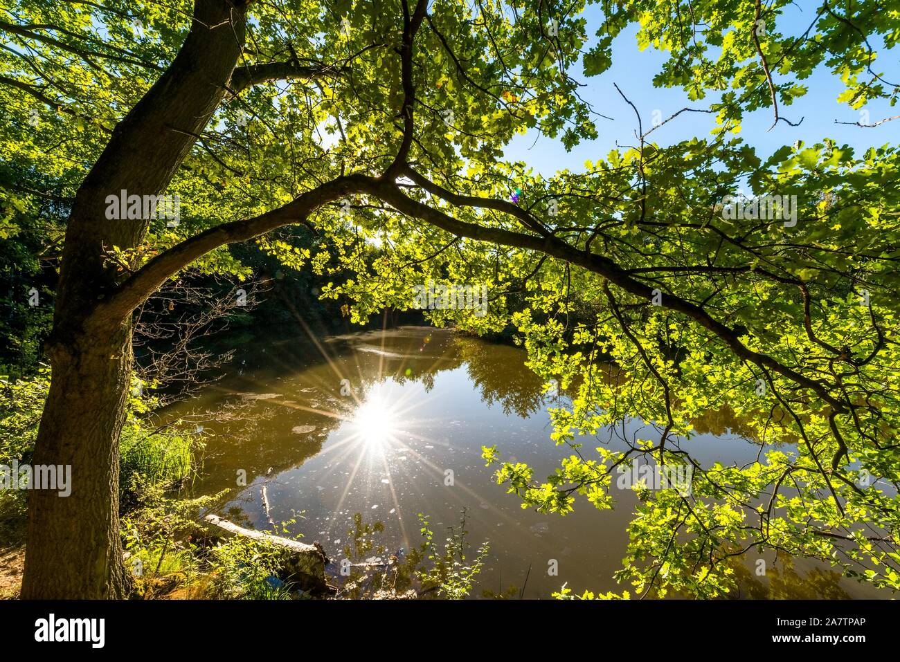 Daytime shade trees hi-res stock photography and images - Alamy