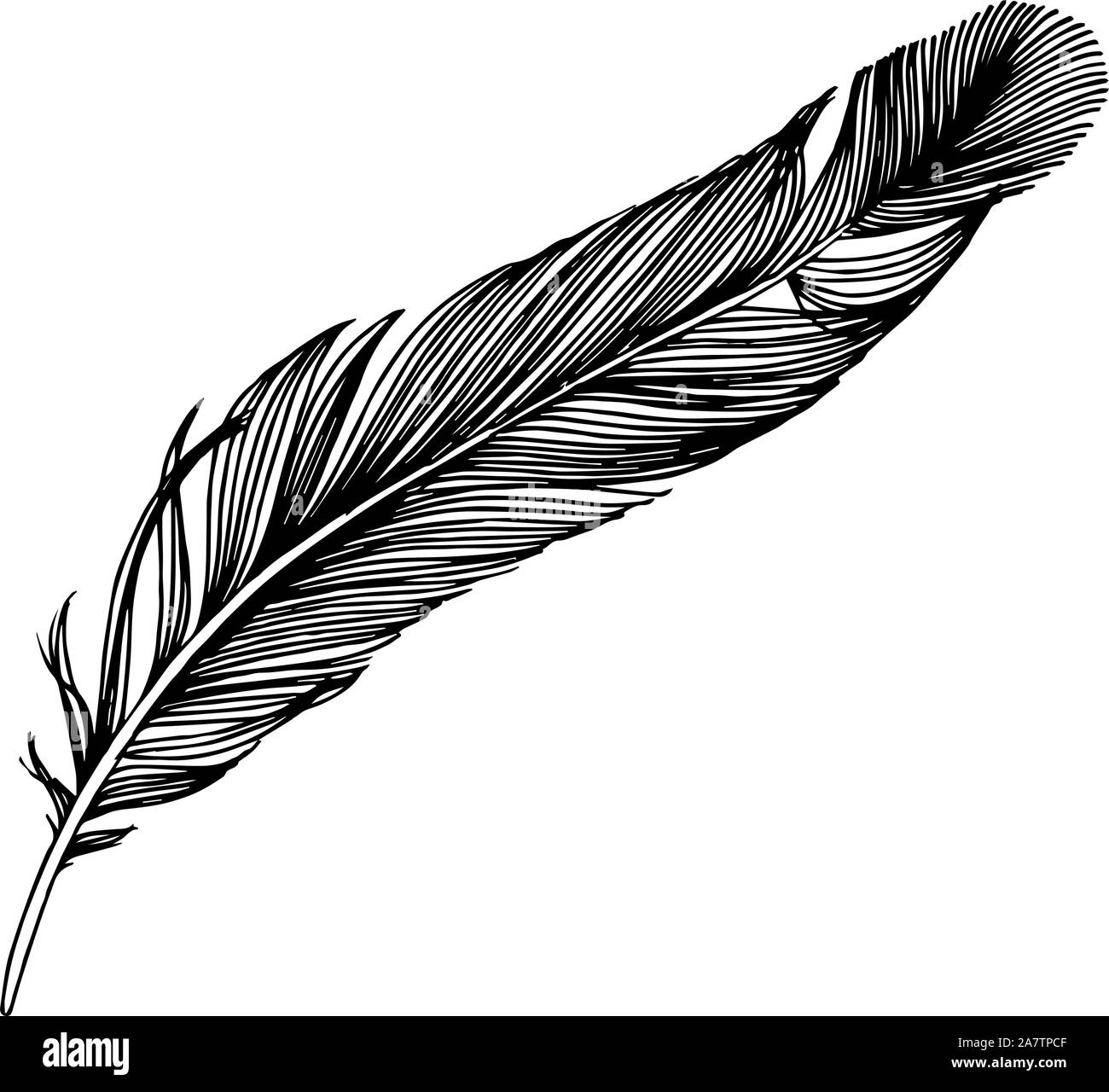 Vector bird feather from wing isolated. Black and white engraved ink ...