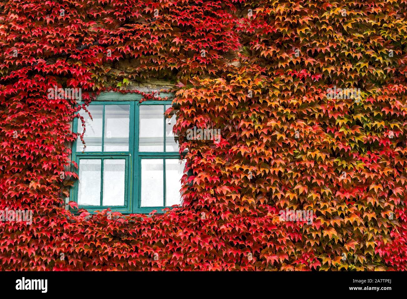 House covered with autumn-colored leaves and window Stock Photo - Alamy