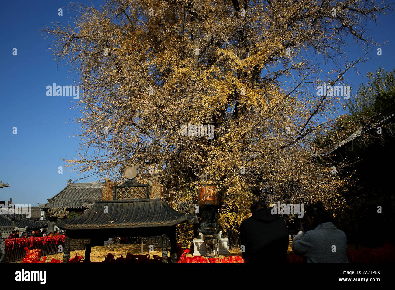 Chinese tourists pray in front of the ancient ginkgo tree with golden ...