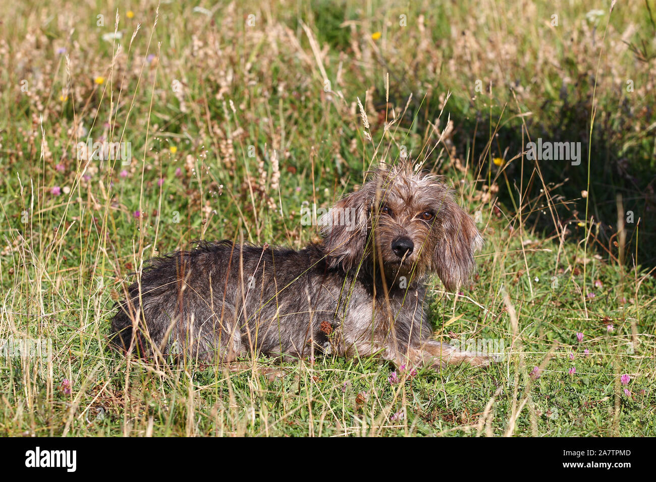 Standard Long Haired Dachshund High Resolution Stock Photography and ...
