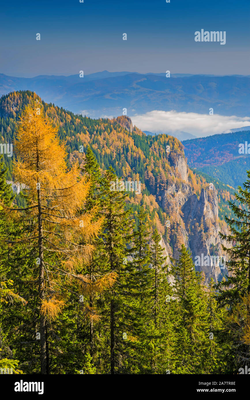 Yellow larch tree in green forest on rocky mountain Stock Photo - Alamy