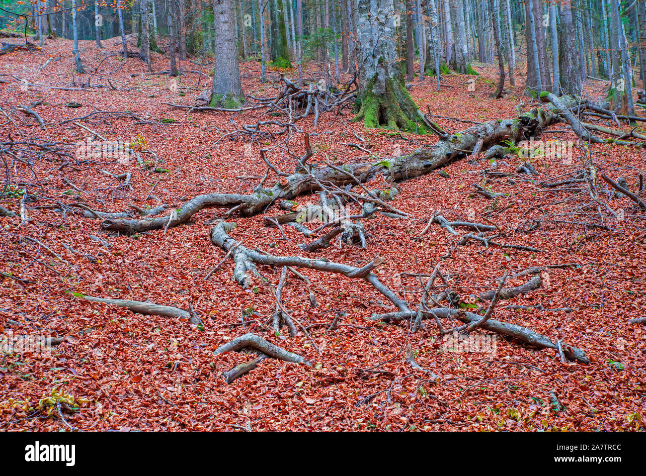 Fallen and broken tree in the forest, autumn landscape of colored ...