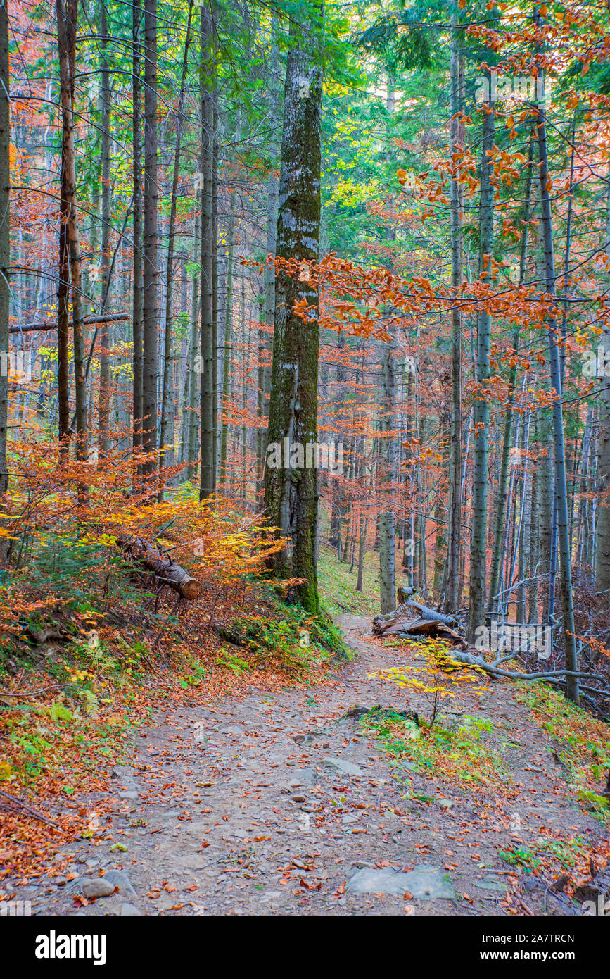 Mountain foot path in autumn forest, colored foliage Stock Photo - Alamy