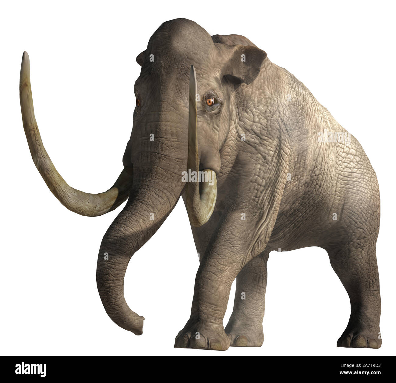 Hairless wild animal Cut Out Stock Images & Pictures - Alamy