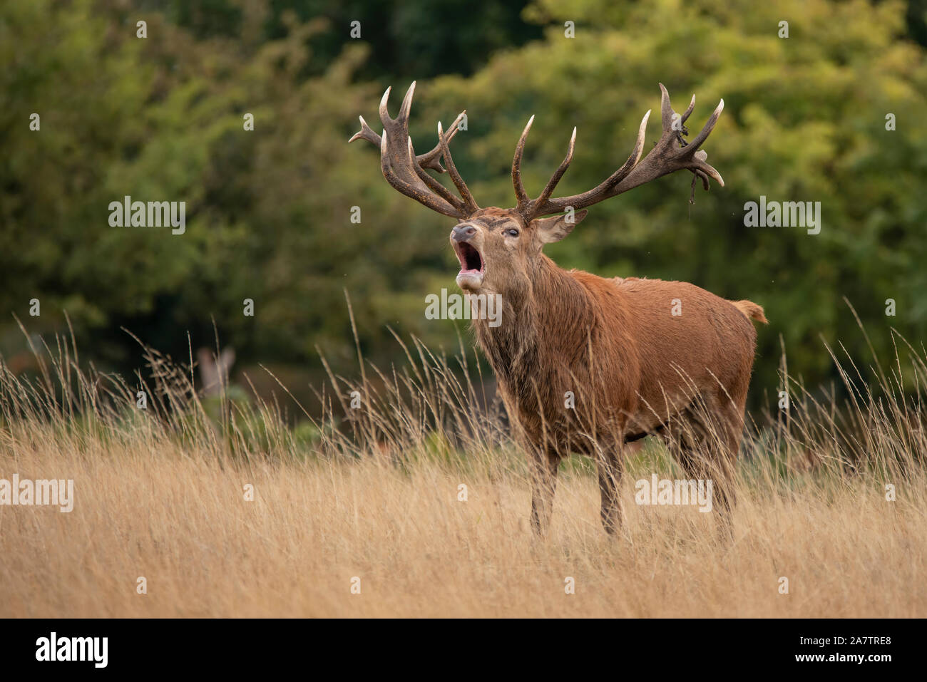 Beautiful red deer stag Cervus Elaphus in Autumn Fall woodland ...
