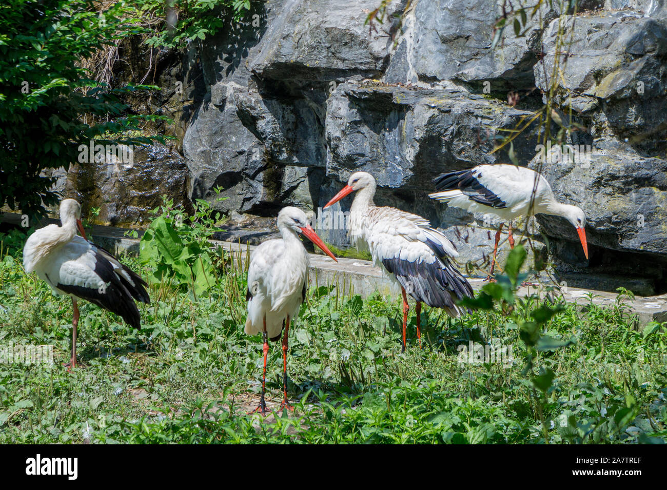 Group of white stork close-up Stock Photo - Alamy